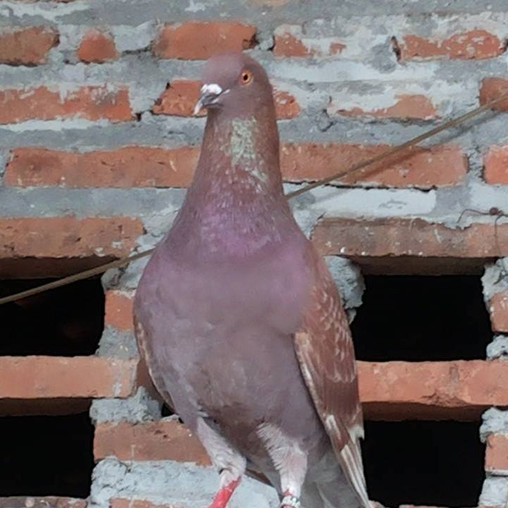 LOMBA MERPATI BALAP NASIONAL V SEMARANG 2015 | Merpati Balap