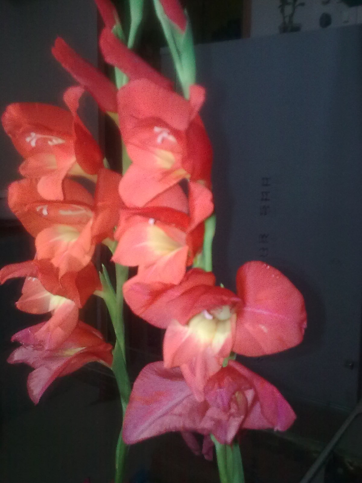 Garden Care Simplified: Gladiolus Flowers in Bloom