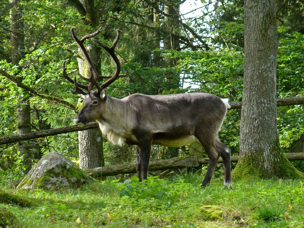 TVL: Animal da semana - Rena