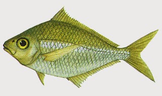 Tum Sikwae ตุ้ม สี่แคว: ปลาดอกหมากครีบยาว ปลาแป้นแก้ว