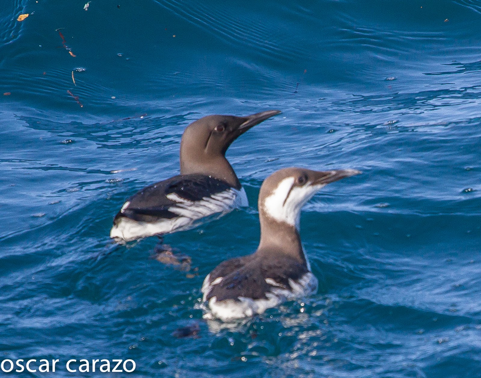 AVESANTURTZI: MARINAS CON LURGAIA II (PAGALO GRANDE Y ARAO)