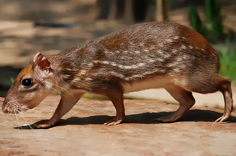 Natureza, Perfeição sem tamanho...
