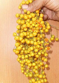 TAOSHOBUDDHA HEALTH FOOD NETWORK: MALKANGANI