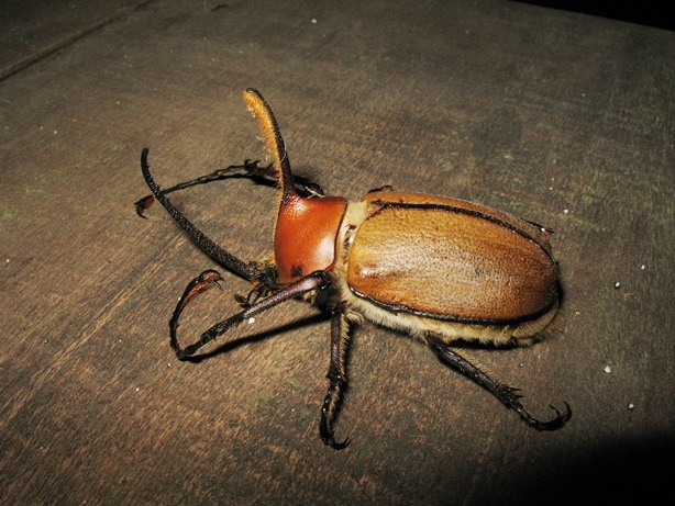 Biodiversidad y Conservación: Los chusques - Bambúes de los Andes