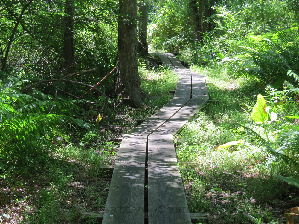 Anne's Creative Cornucopia: Wood Plank Path In Forest - Photograph