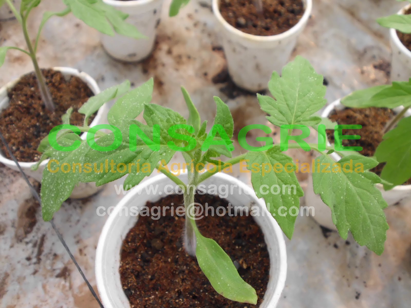 PRODUCCIÓN DE PLÁNTULA: PRODUCCIÓN DE PLÁNTULA DE JITOMATE, MANZANO ...