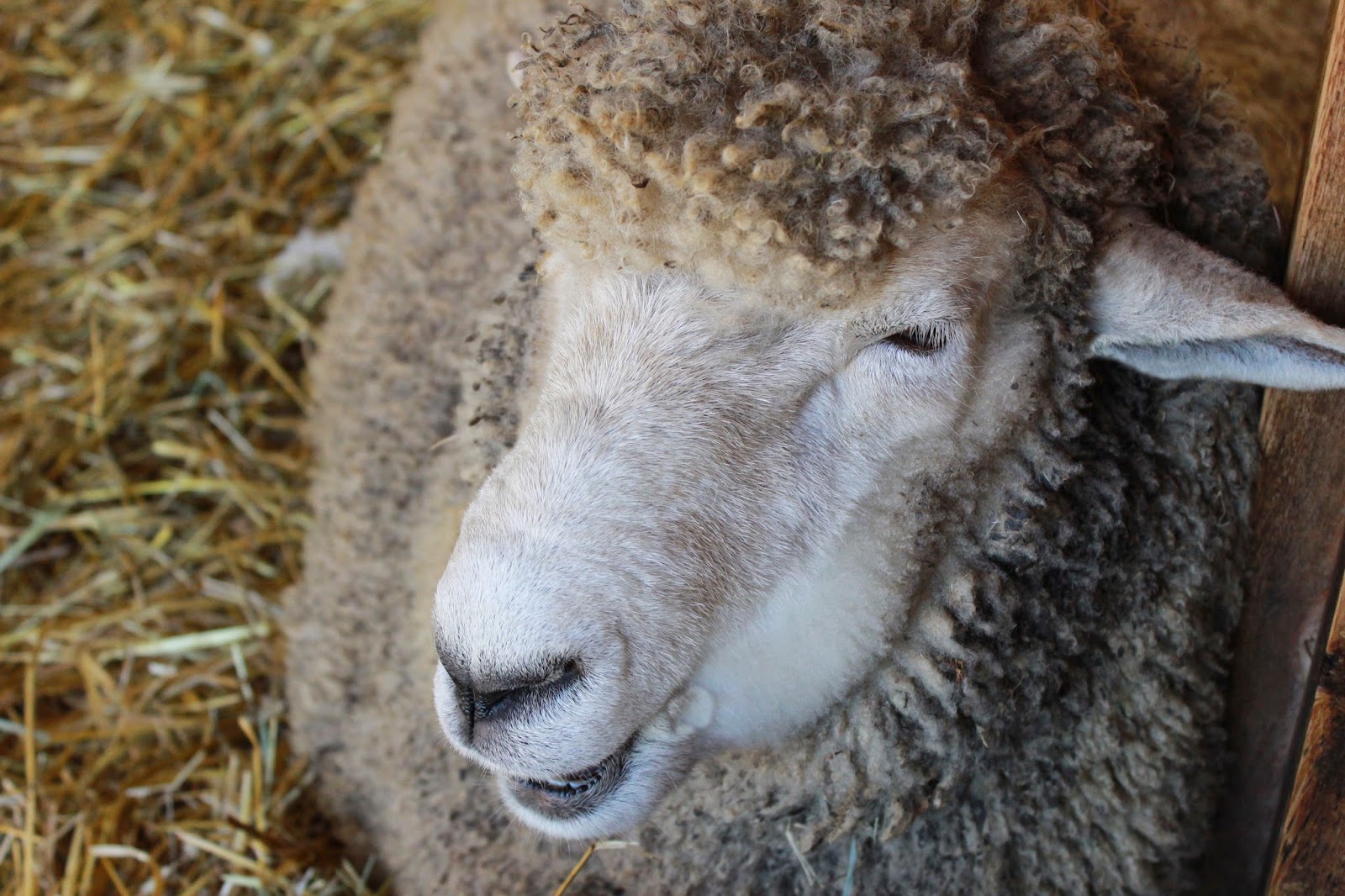 neta loves: | A DAY AT DRUMLIN FARM: