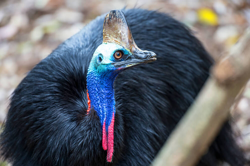 CASSOWARY photos - wallpapers (ανανεωμένο) | the fun bank
