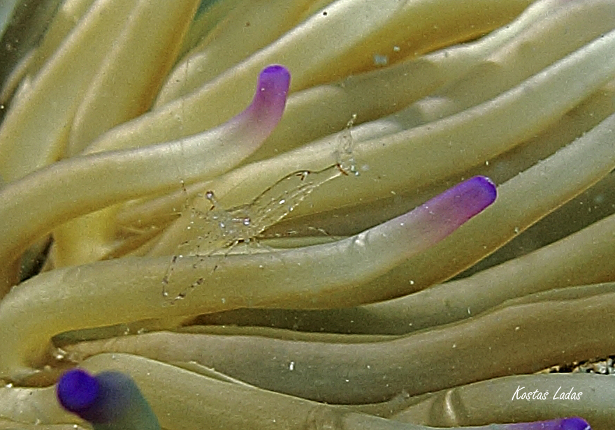 Kostas Ladas photography: Κατάδυση στον Λιμνιώνα Καλάμου