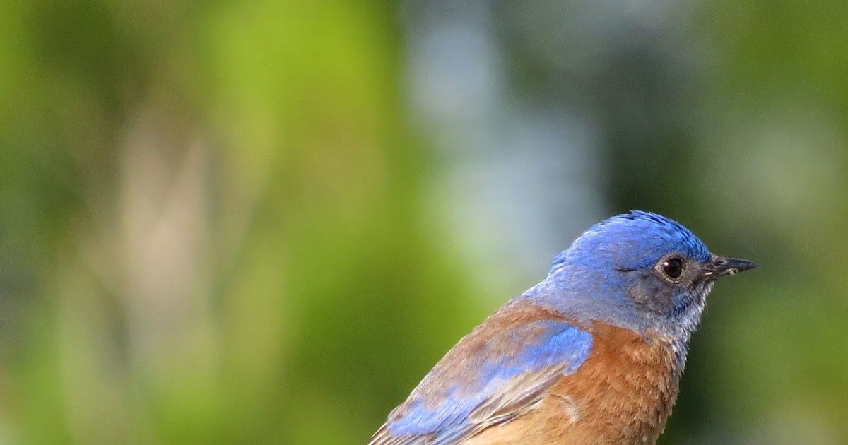 Silver Parrot: WBW - Meet the Bluebirds