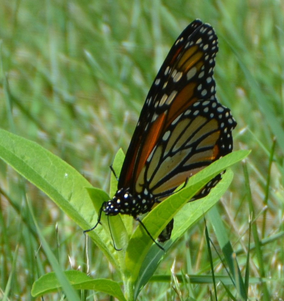 Flower Hill Farm: Fiery Orange Rising Reflecting Giving Life