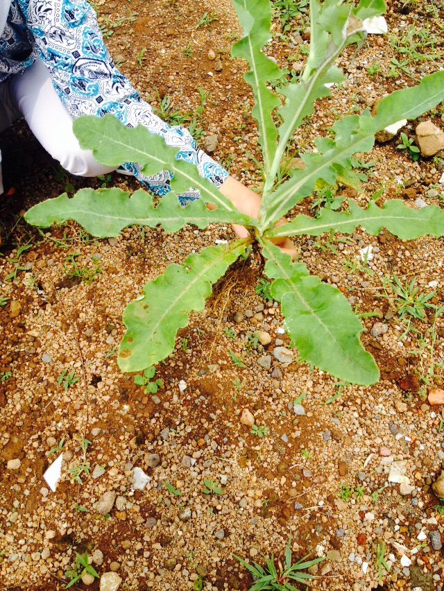 Siska Blog: BUDIDAYA TUMBUHAN TAPAK LIMAN