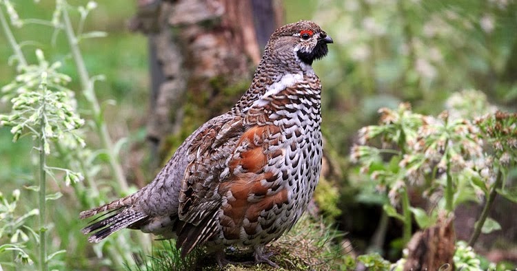 Anuario Rocín: especies extinguidas recientemente en Aragón ~ Anuario ...