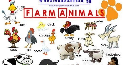 CPI Tino Grandío Bilingual Sections: Vocabulary about animals