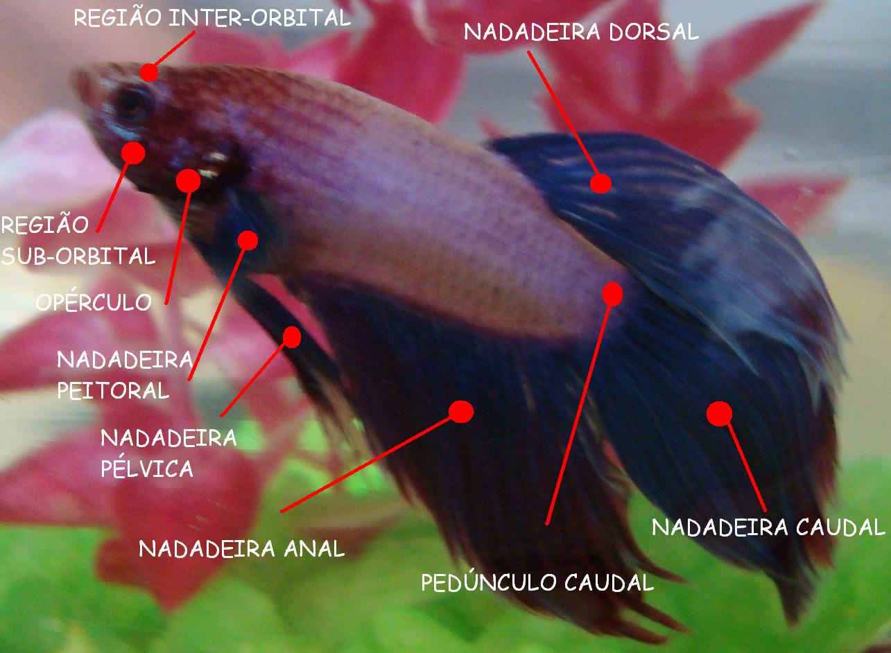 EU AMO BETTAS: Conheça a anatomia do peixe beta