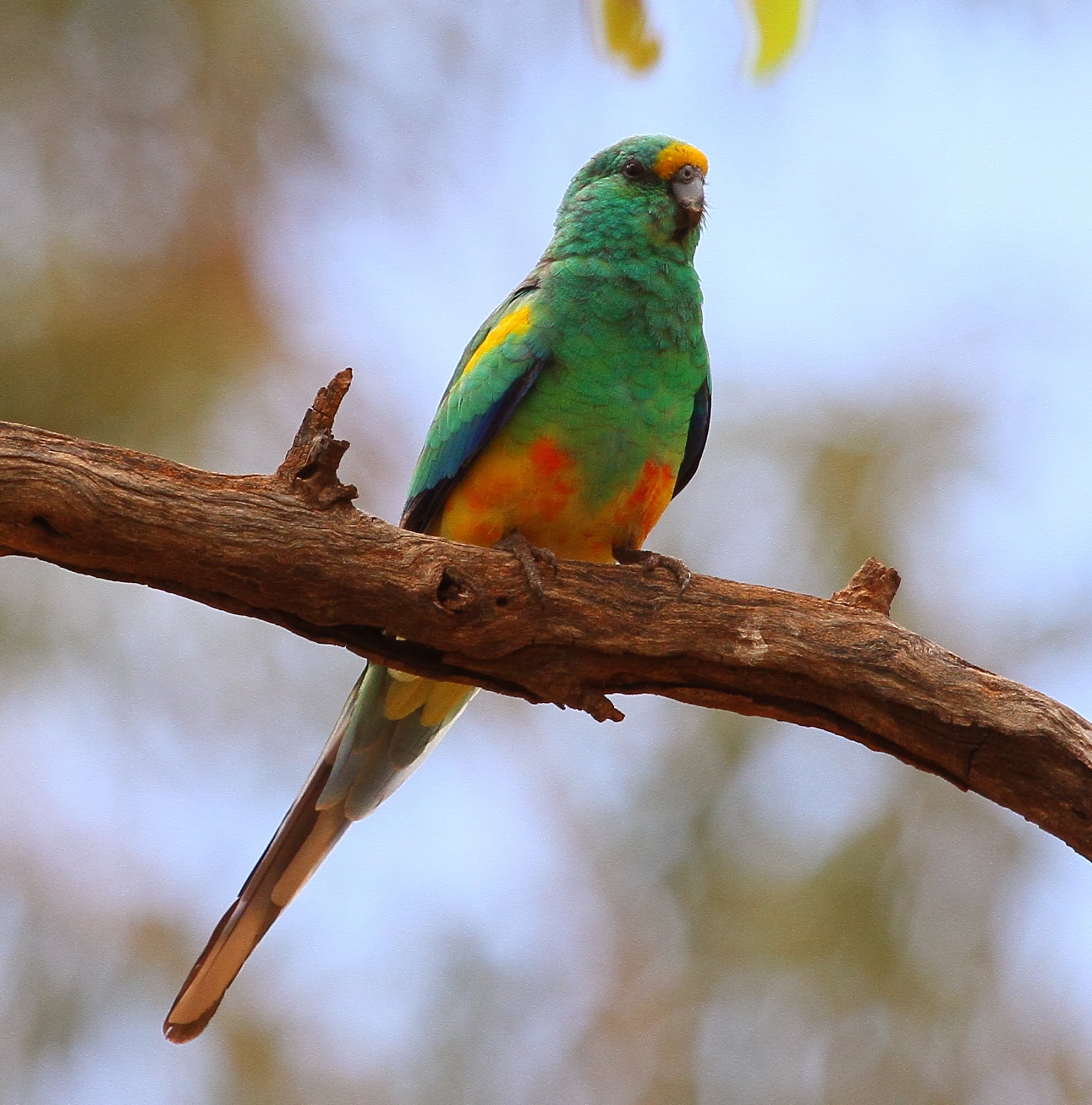 Richard Waring's Birds of Australia: Budgerigars, Mulga Parrots ...