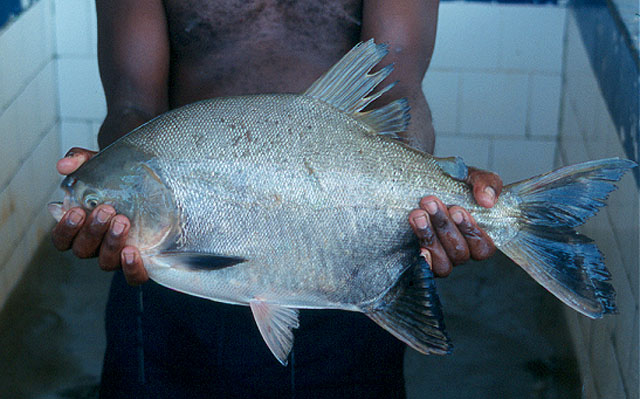 Artes de Pesca: VAMOS A PESCAR PACÚ