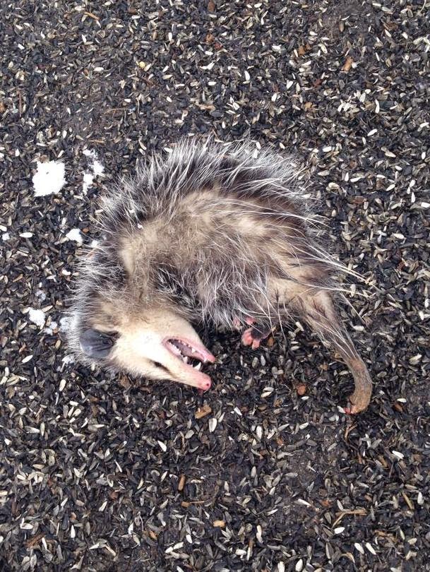 The Opulent Opossum: Opossum Playing Opossum