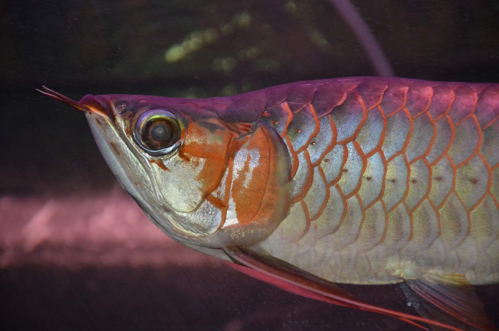 Celebrity Crossback Arowana: Arowana introduction
