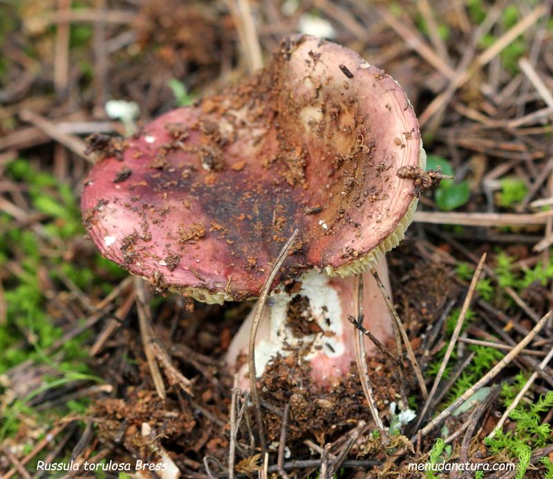 Menuda Natura: Russula torulosa Bress.