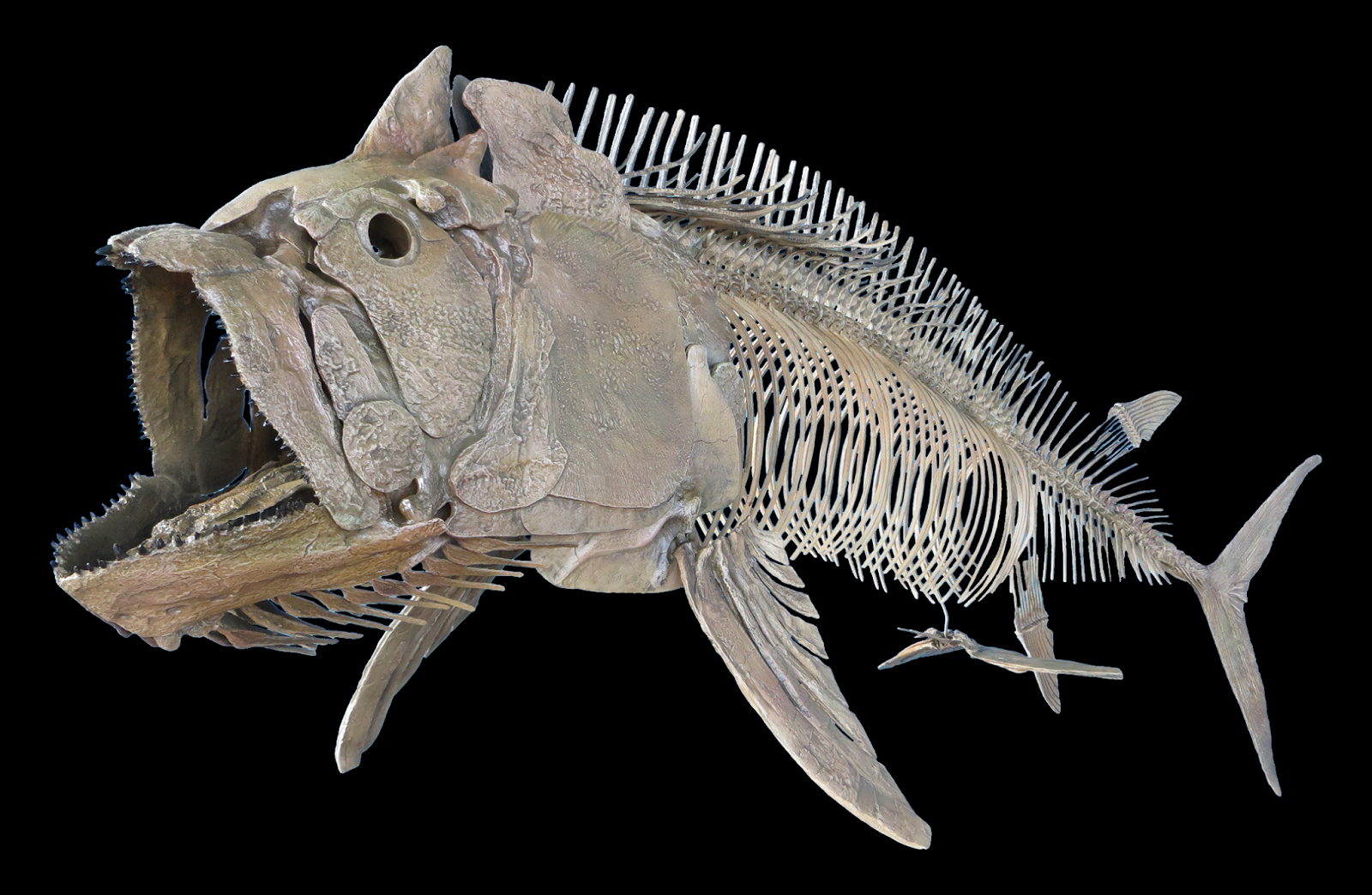 The Expeditioner's Discovery Guild: A little bit of Everything: Museums ...