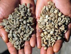 EAST TIMOR COFFE ACADEMY: TIMOR E A CULTURA DO CAFÉ