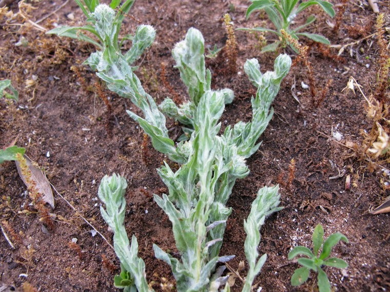 FLORA NEL SALENTO e.. anche altrove: Filago germanica (L.) Huds ...
