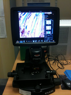Cytometry@Leeds: Peqlab EVOS digital fluorescent microscope