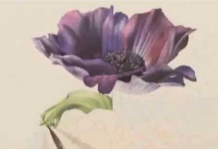 A - Z Of Flower Portraits - Video Lessons of Drawing & Painting