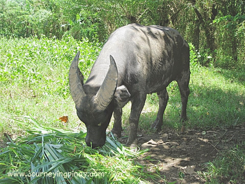 Journeying Pinay's Journey Footnotes: Occidental Mindoro: Kalibasib ...