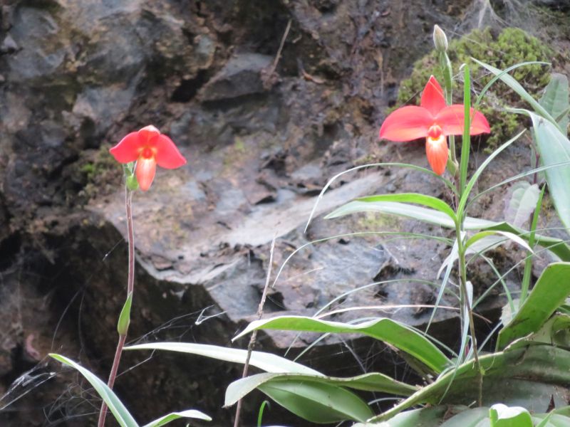 Phragmipedium besseae care and culture | Travaldo's blog