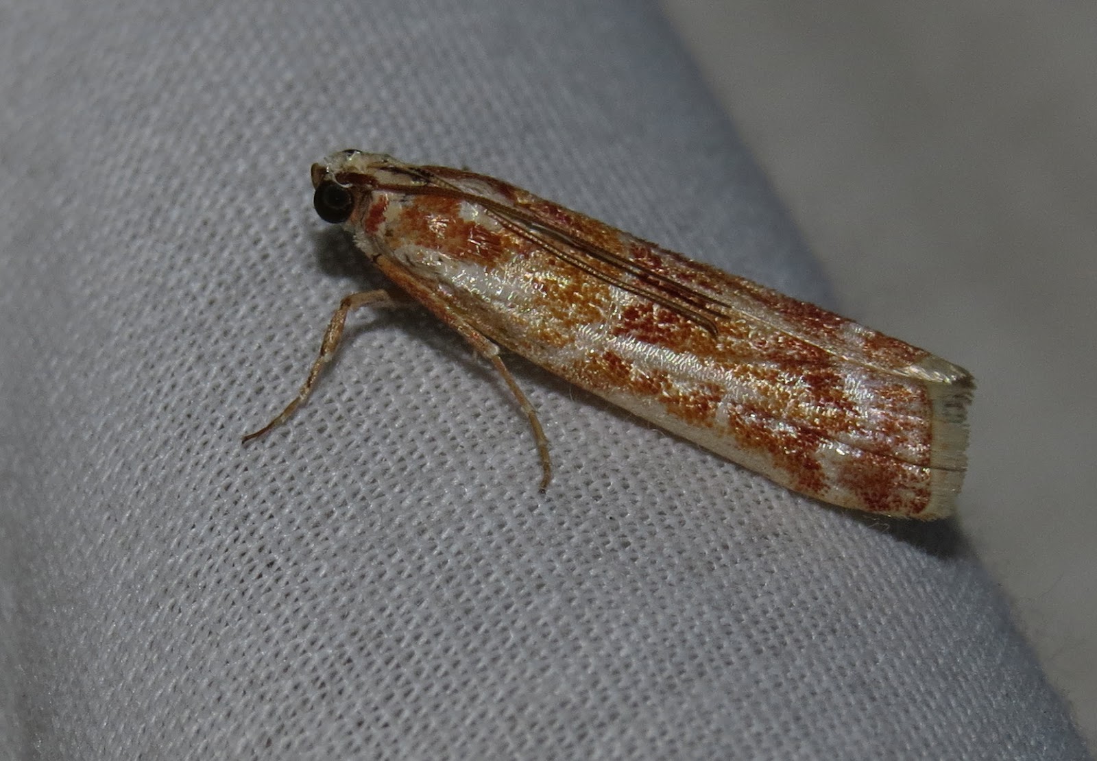 Bug Eric: My Personal National Moth Week, 2017