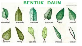 Anim Agro Technology: BENTUK DAUN (PART 2)