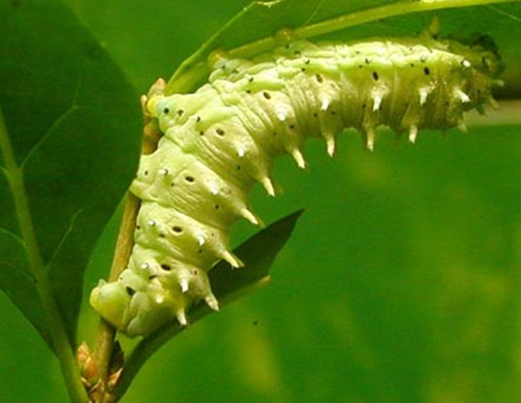 metamorfosis | kata&kalimat