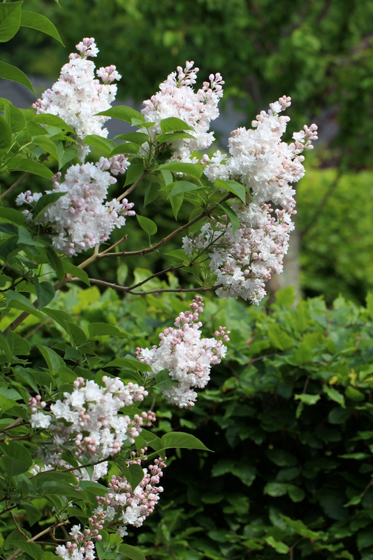 SYREN ‘BEAUTY OF MOSCOW’ – HAVEFOLKET