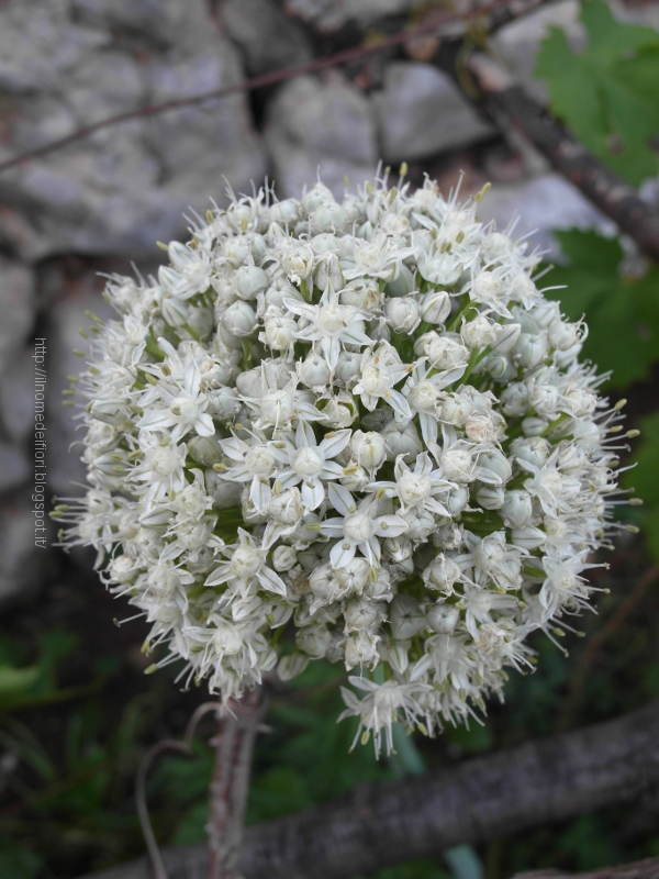 In nome dei fiori: Fiore di cipolla