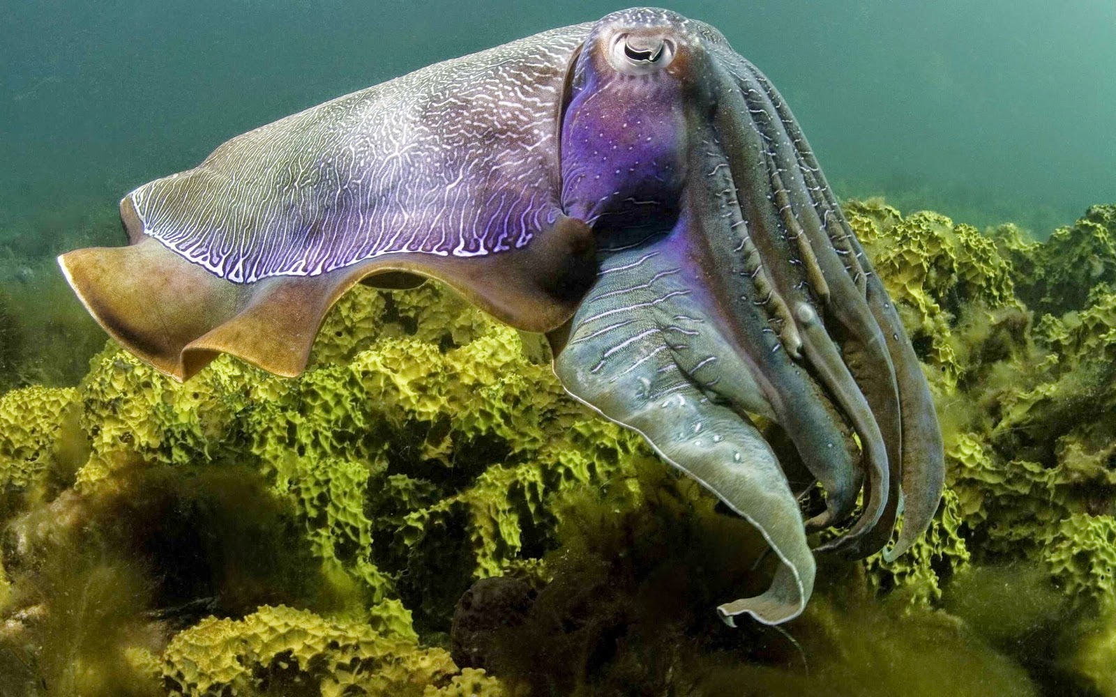 Octopus - HD Wallpapers | Earth Blog