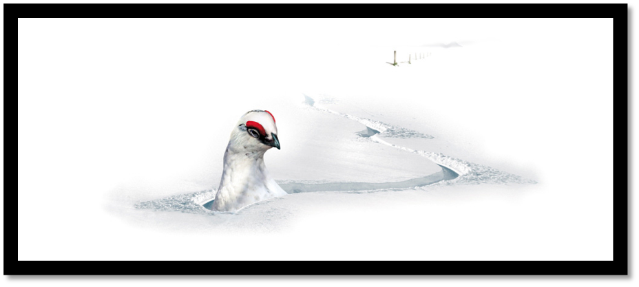 Best Shot Whisky Reviews : Snow Grouse Review