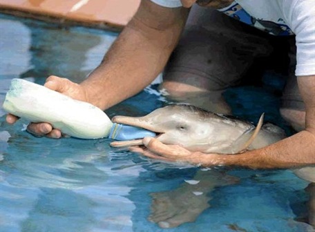 Salvemos a los Delfines: Bebé delfín de acuario de Chicago es macho