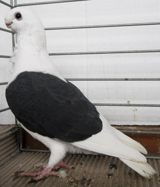 German Shield Owl ( Deutsches Schildmövchen ) - Pigeons fall