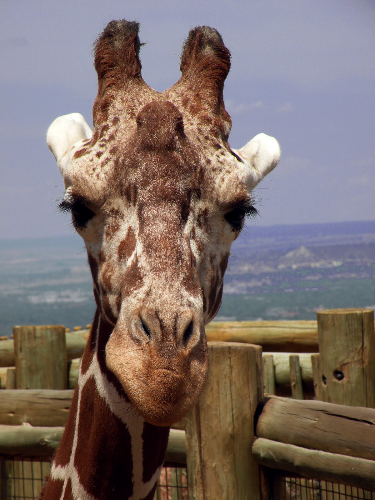 Encyclopedia: Giraffe Face