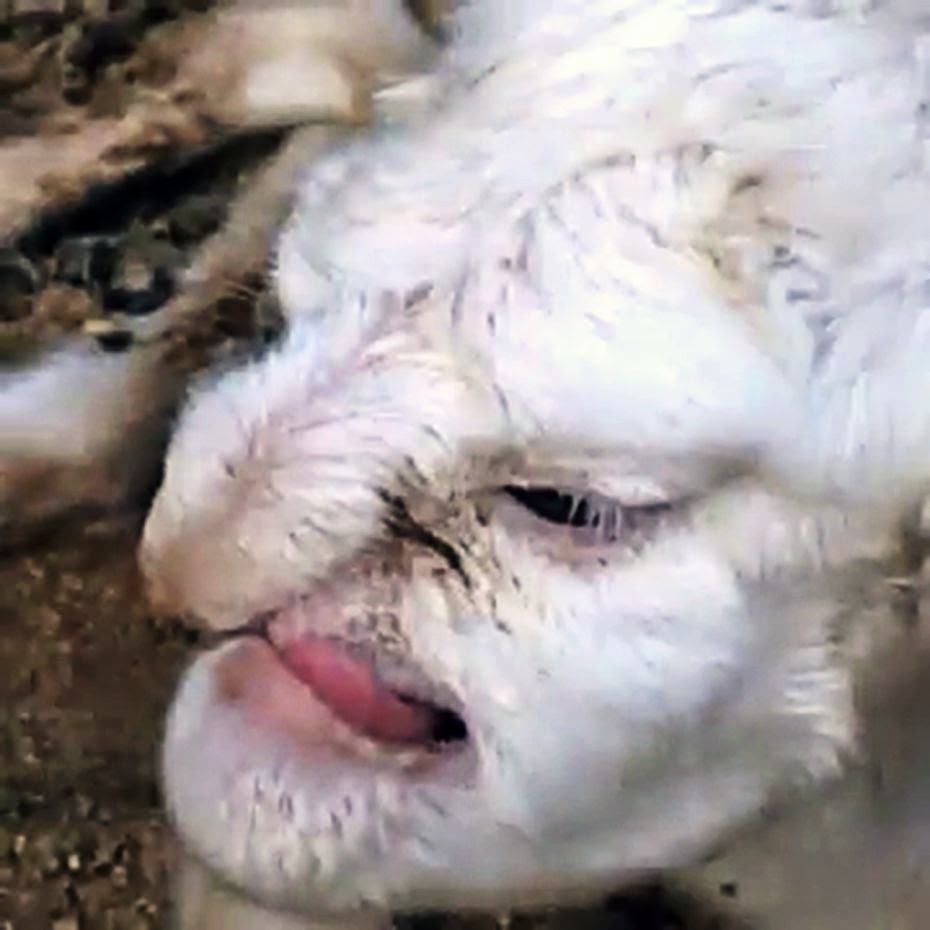 Who has been sleeping with the Lambs? Russian Lamb Born with Human Face ...