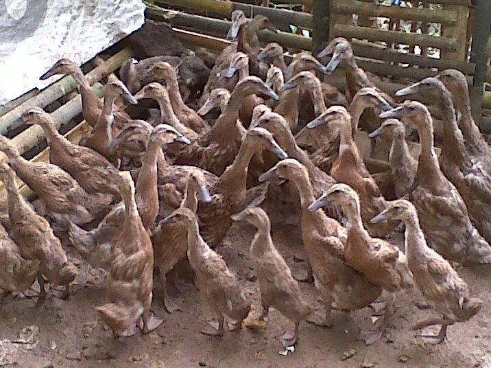 MITRA TOHAGA FARM: Budidaya Itik Damiaking Khas Banten