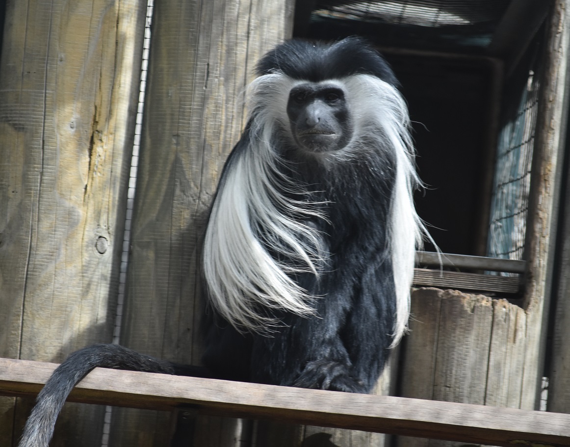 ZOOTOGRAFIANDO (6.100 ANIMALS): COLOBO DE ANGOLA / ANGOLAN COLOBUS ...
