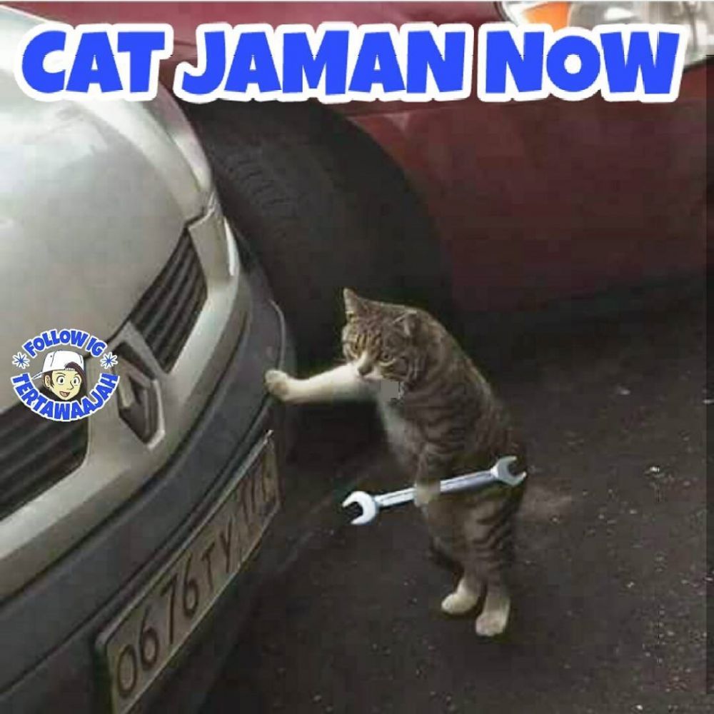 8 Meme 'Tingkah Lucu Kucing' yang Kelakuannya Ngegemesin Banget