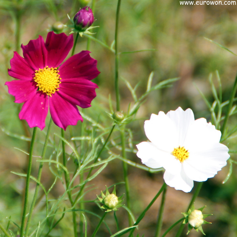 Cosmos, la flor del otoño coreano [Eurowon]