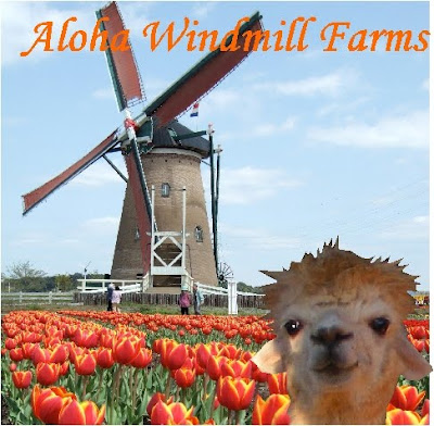 Aloha Windmill Farms: Alpaca Lab Highlights