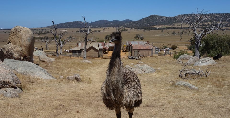 Ashlyn Brady Author: A Captivating Movie - "The Dressmaker"