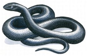 Aralin sa Filipino: Alamat ng Ahas