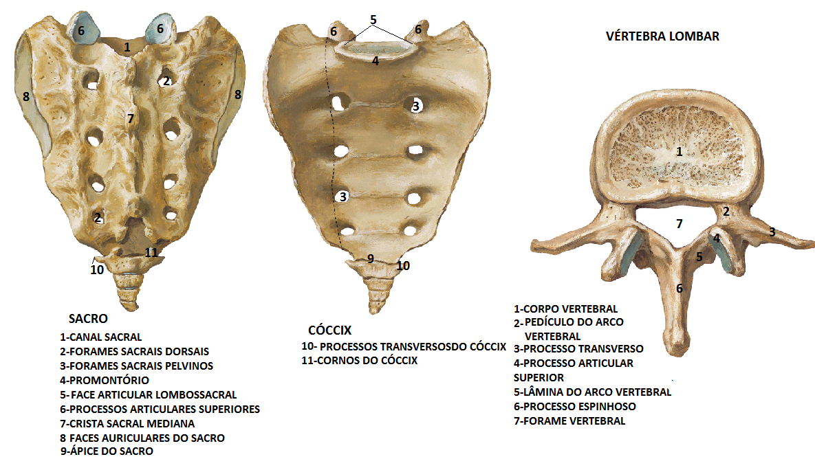 ESTUDOS ÁREA DA SAÚDE - Sara Dall'Alba: ANATOMIA - OSTEOLOGIA CRÂNIO ...
